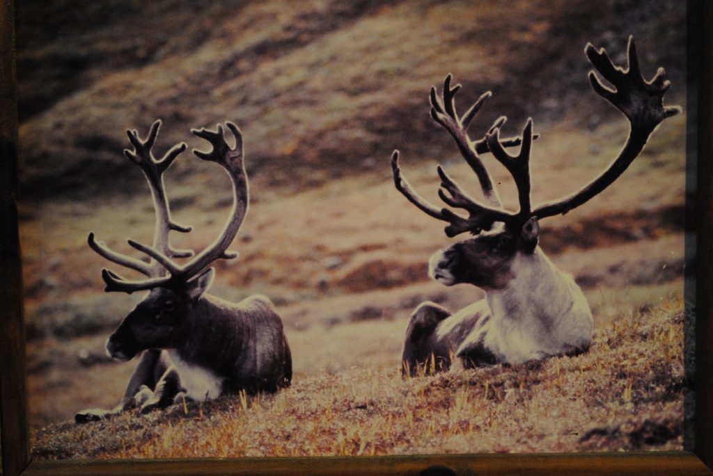A deer for the season: Reindeer have been icons of Christmas since ...
